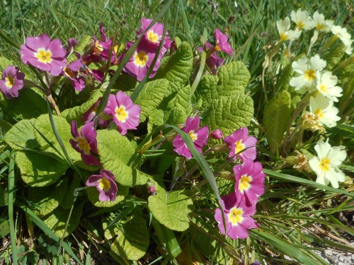 Primevère commune :: Plantes sauvages, botanique, jardin et potager