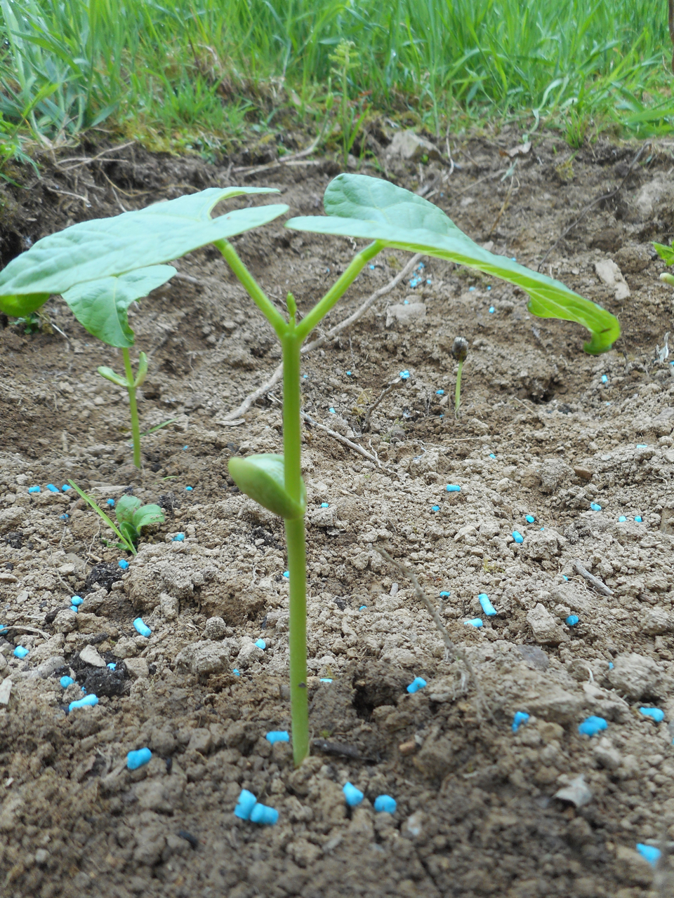 Haricots verts :: Plantes sauvages, botanique, jardin et potager