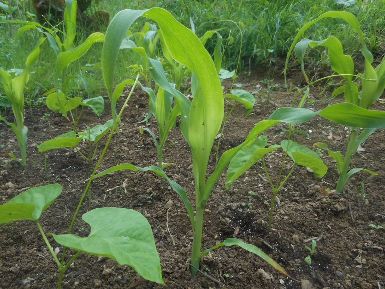 Maïs :: Plantes sauvages, botanique, jardin et potager