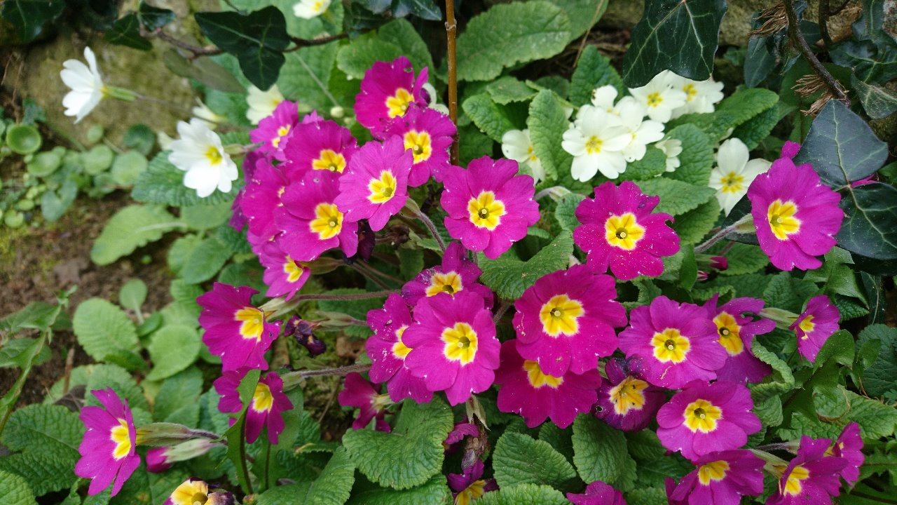 Primevère commune :: Plantes sauvages, botanique, jardin et potager