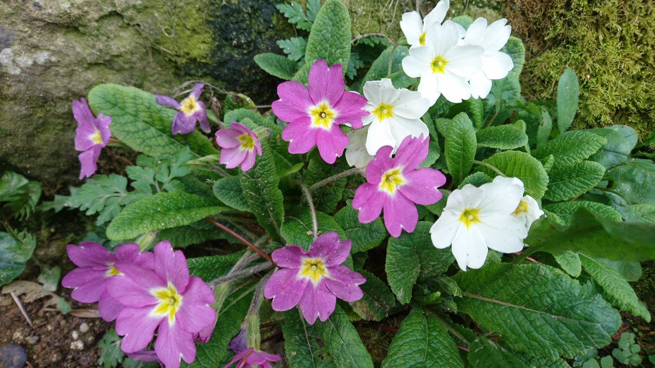 Primevère commune :: Plantes sauvages, botanique, jardin et potager