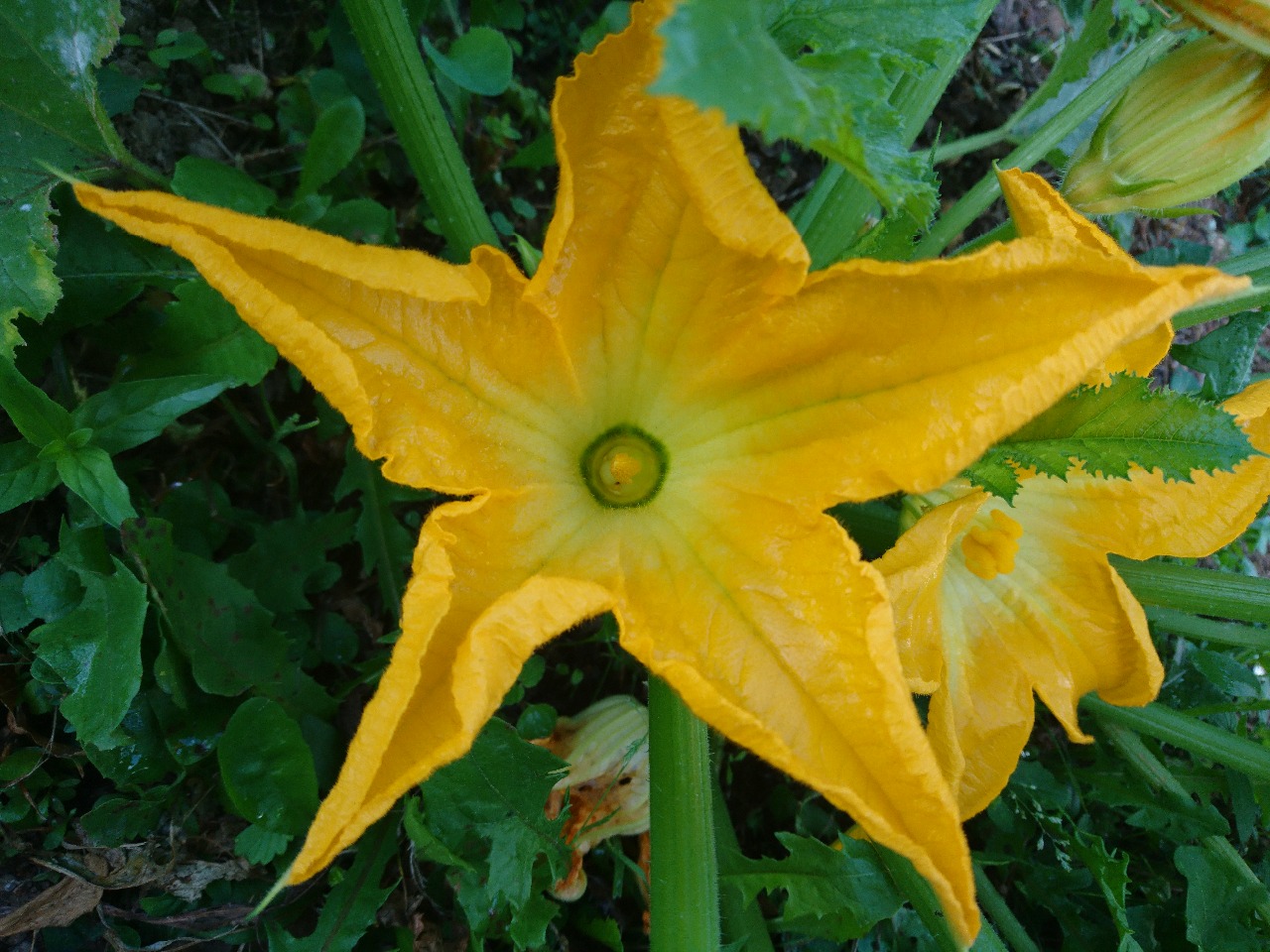 Courgettes :: Plantes sauvages, botanique, jardin et potager