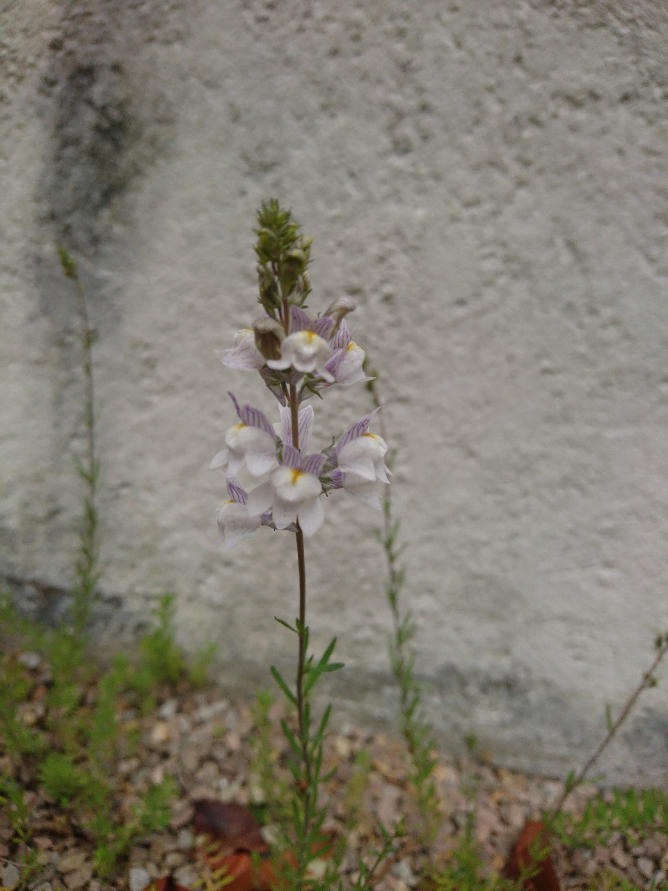 Linaire striée :: Plantes sauvages, botanique, jardin et potager