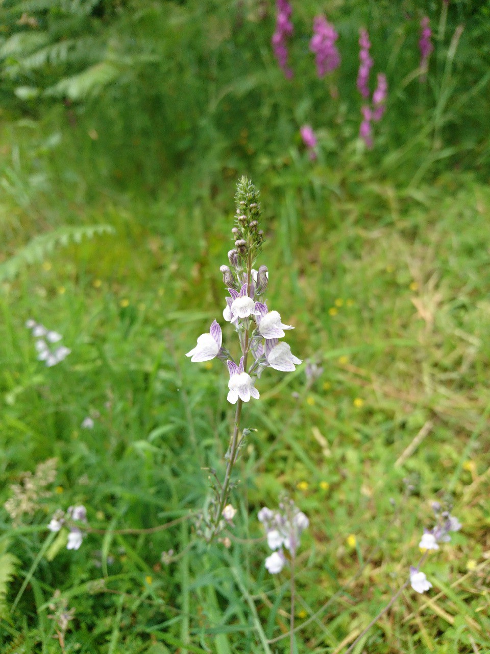 Linaire striée :: Plantes sauvages, botanique, jardin et potager