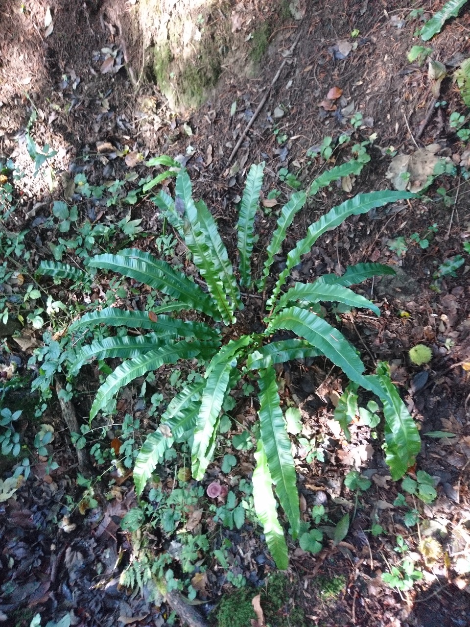 Les fougères :: Plantes sauvages, botanique, jardin et potager