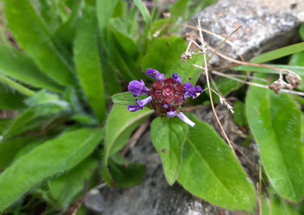 Brunelle commune :: Plantes sauvages, botanique, jardin et potager