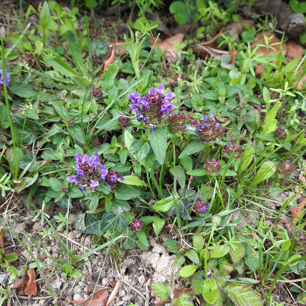 Brunelle commune :: Plantes sauvages, botanique, jardin et potager