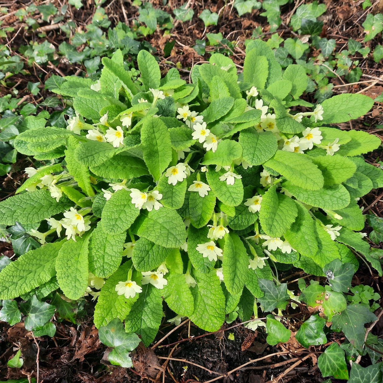 Primevère commune :: Plantes sauvages, botanique, jardin et potager